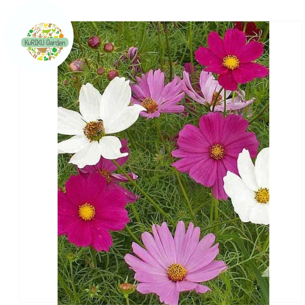 Jual Benih Biji Bunga Cosmos Sensation Mixed - 10 benih per pack ...