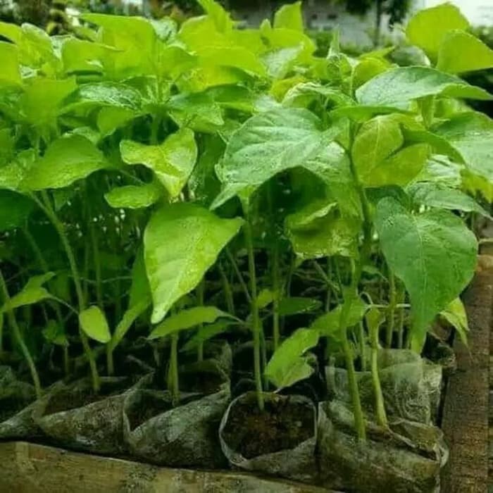 Jual bibit tanaman cabai rawit setan - pohon cabe setan - tanaman cabe | Shopee Indonesia