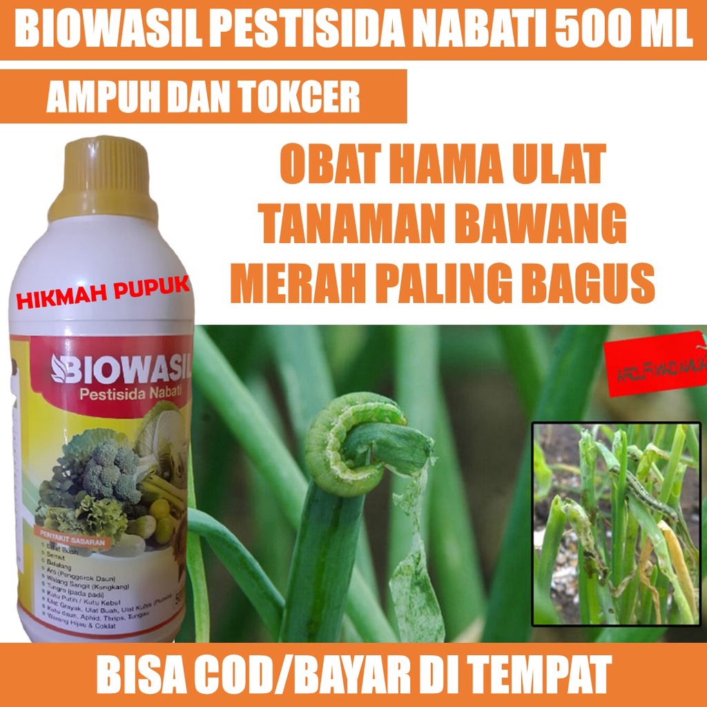 Jual (COD) BIOWASIL 500 ML PESTISIDA HAMA ULAT BAWANG MERAH, BAWANG DAUN, PADI Obat Hama Ulat ...
