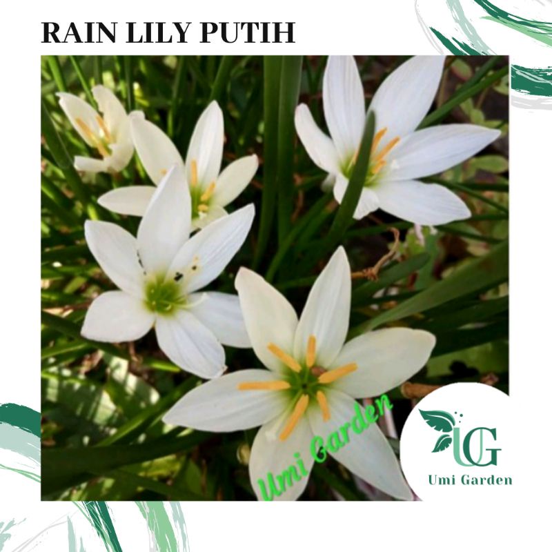 Jual 3 Buah Umbi Tanaman Hias Bunga Rain Lily Putih Lily Peri | Shopee ...