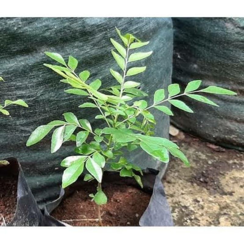 Jual Bibit Tanaman Daun Salam Koja / Daun Kari / Daun Temurui Murraya ...