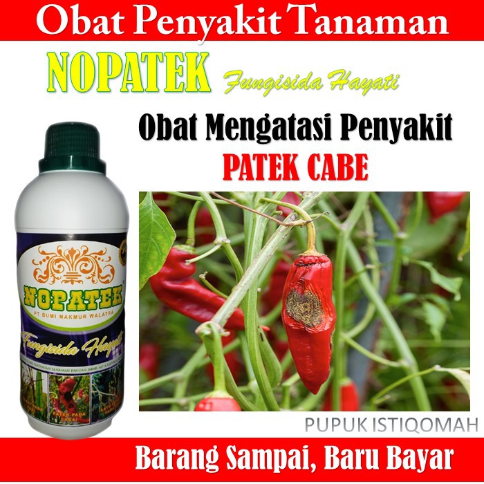 Jual Obat Organik Nopatek Cabe - Obat Patek Cabe - Nopatek Fungisida ...