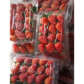 Jual StrawbeRRy 1 Kg Terlengkap & Harga Terbaru Februari 2025 | Shopee ...