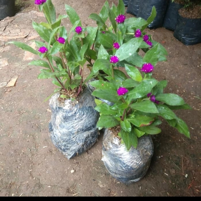 Jual bunga kancing kenop - kenop - bunga kenop | Shopee Indonesia