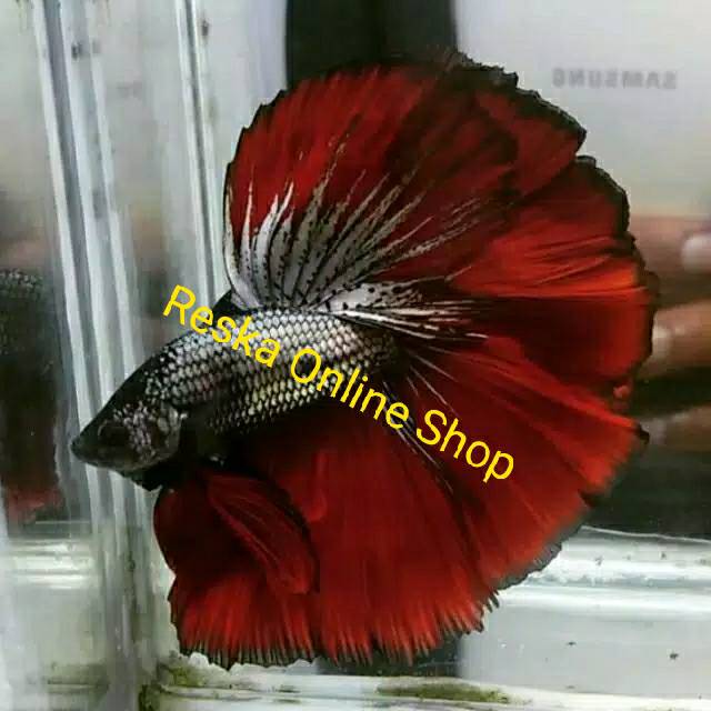 Jual Cupang HM Rosetaile Warna Red Cooper Ukuran L+ Indukan Top Grade ...