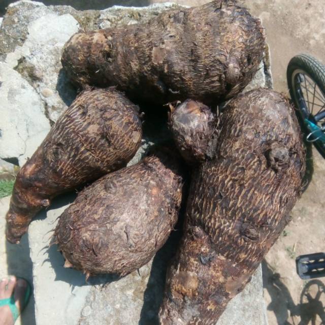 Jual Talas segar / entik segar 1kg | Shopee Indonesia