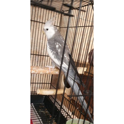 Jual falk cockatiel whiteface grey wf jantan mapan | Shopee Indonesia