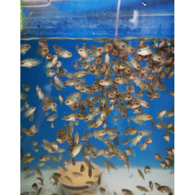 Jual Louhan Kamfa F2 Ori Thailand Burayak Fry Thailand Shopee Indonesia