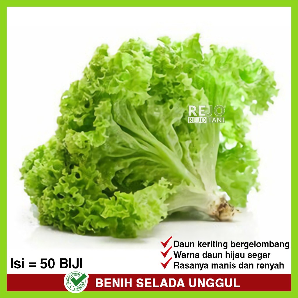 Jual Benih Selada Hijau Unggul 50 biji / Benih Selada Unggul | Shopee ...