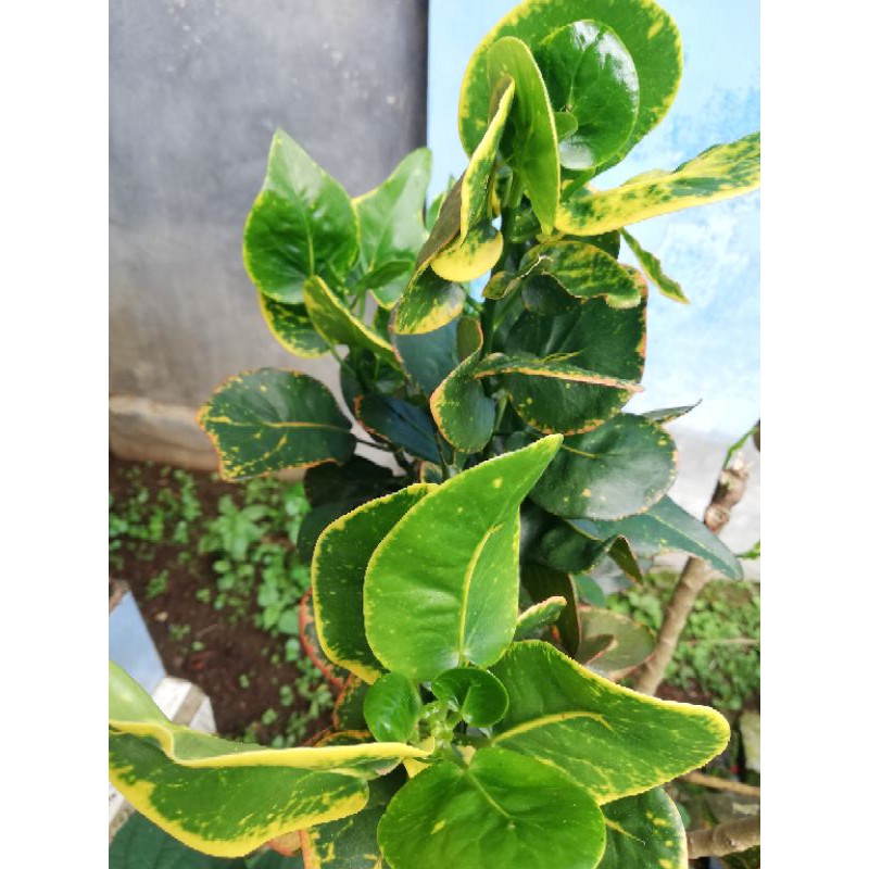 Jual puring zet kawinan aneka puring z, terang bulan, cabe dll | Shopee ...