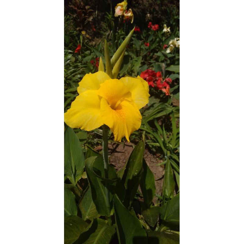 Jual Bunga Canna Tasbih Kana tanaman Hias minim order 4 pohon@ | Shopee ...