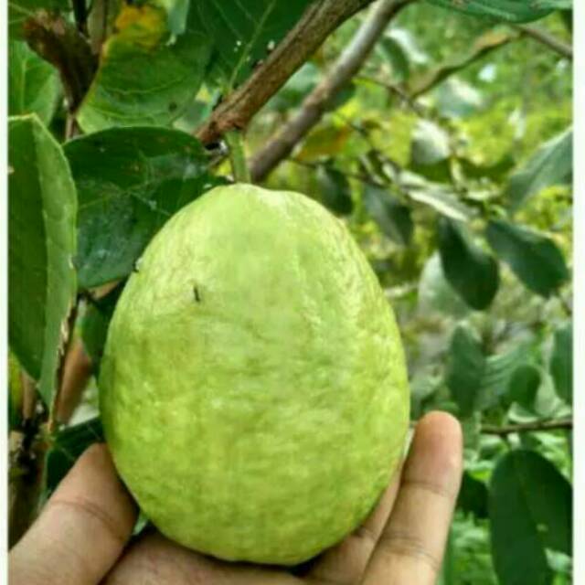 Jual Bibit Jambu Mutiara cangkok (40-60cm) | Shopee Indonesia