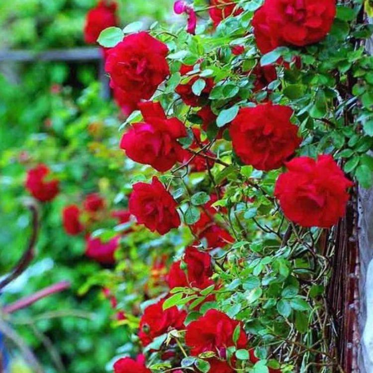 Jual Star Bibit Mawar Rambat Bunga mawar hidup Tanaman Merambat ...