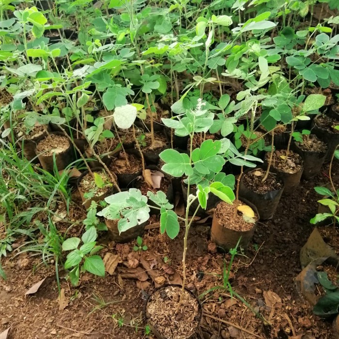 Jual bibit pohon trembesi - pohon kayu trembesi ( Tanaman hias hidup ...