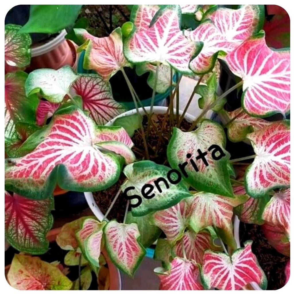 Jual Caladium / keladi Senorita ( Anakan ) | Shopee Indonesia