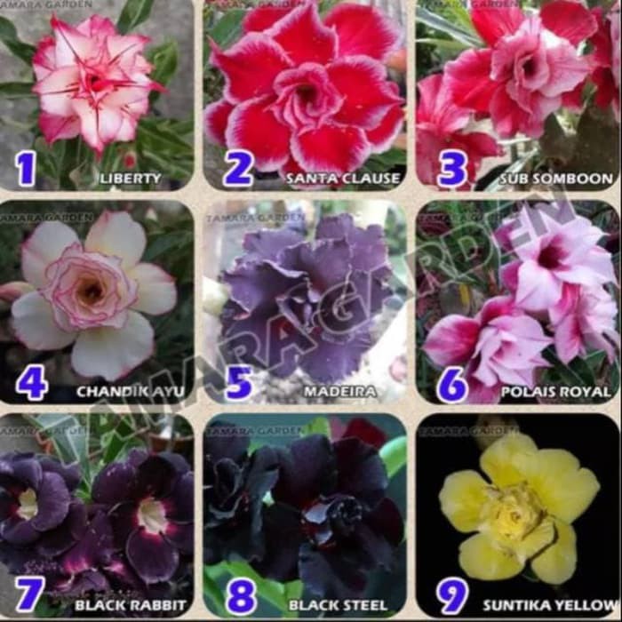 Jual New- Paket 20 jenis tanaman adenium bunga tumpuk - tanaman hias ...