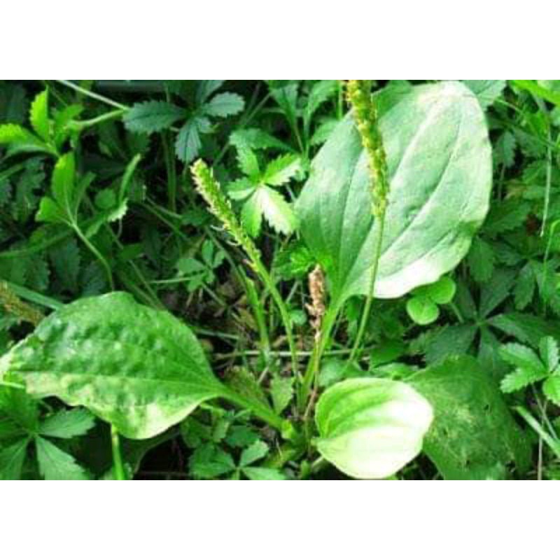 Jual Daun ki urat atau daun sendok segar 1kg fres | Shopee Indonesia