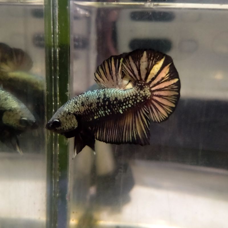 Jual AVATAR COPPER (Ikan Cupang) | Shopee Indonesia