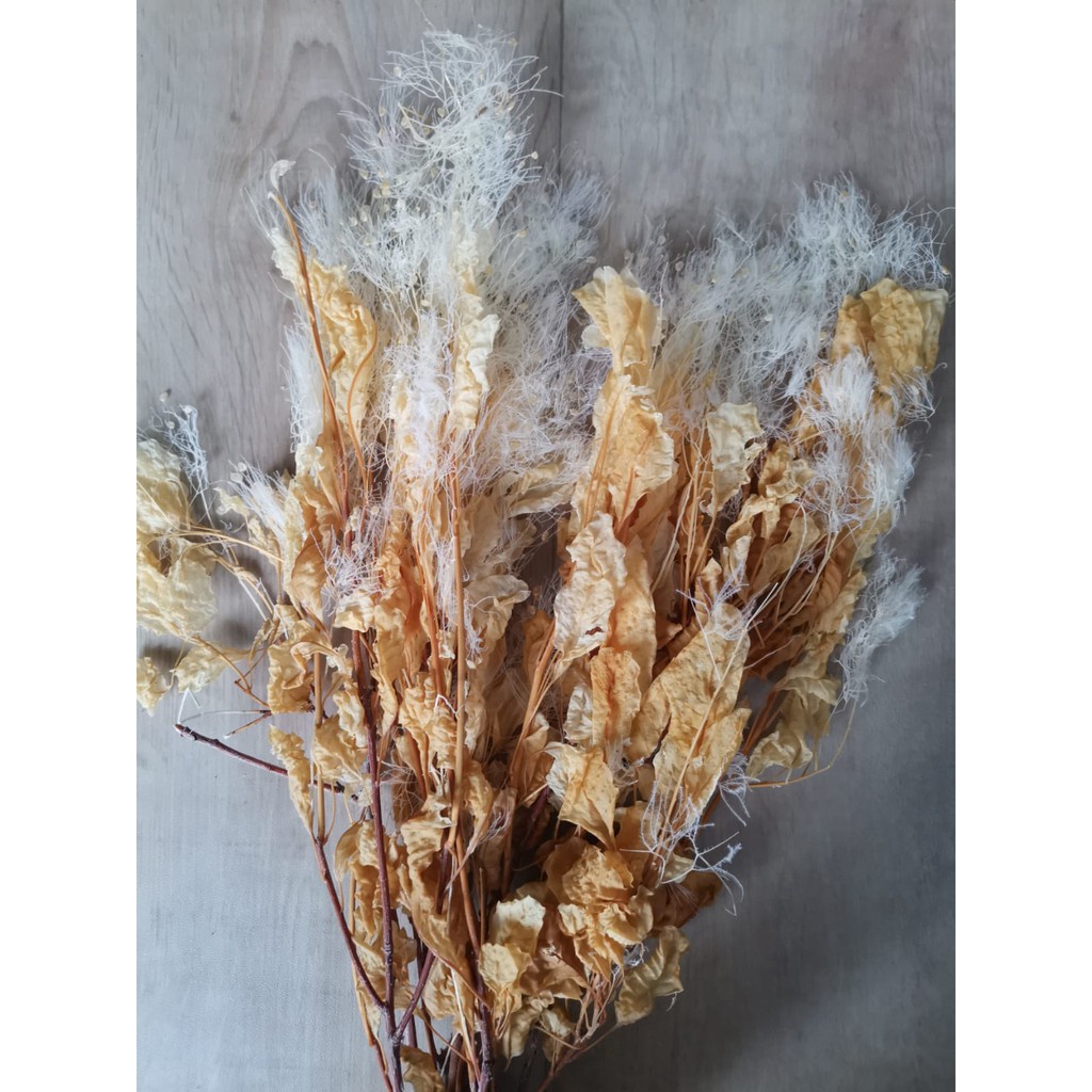 Jual Bunga Smoke Tree Per Pack | Shopee Indonesia