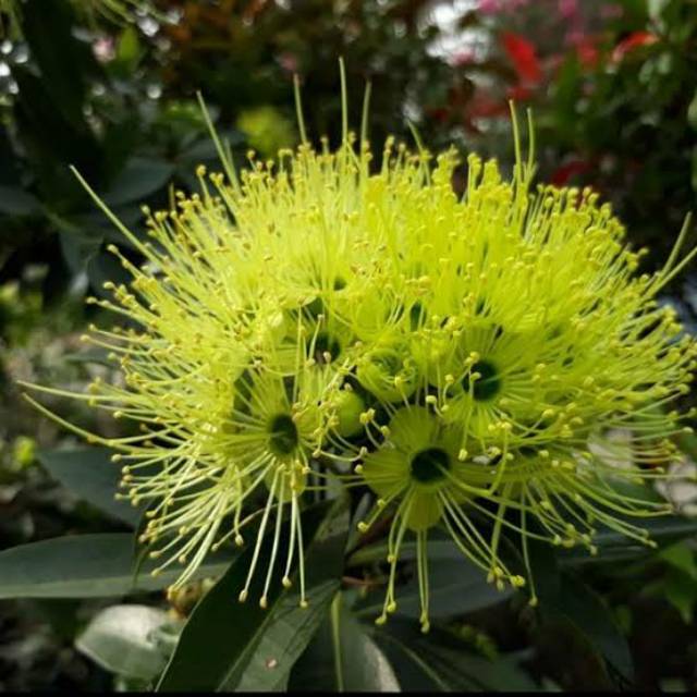 Jual Tanaman hias bunga xanthostemon kuning lanceng | Shopee Indonesia