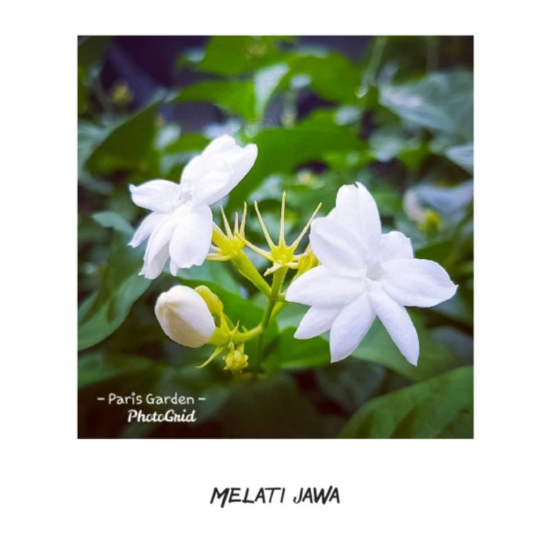Jual TANAMAN BUNGA MELATI JAWA HARUM - BIBIT BUNGA POHON MELATI KAMPUNG ...