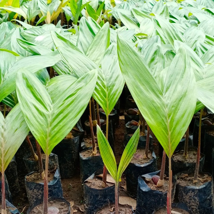 Jual bibit salak pondoh super | Shopee Indonesia