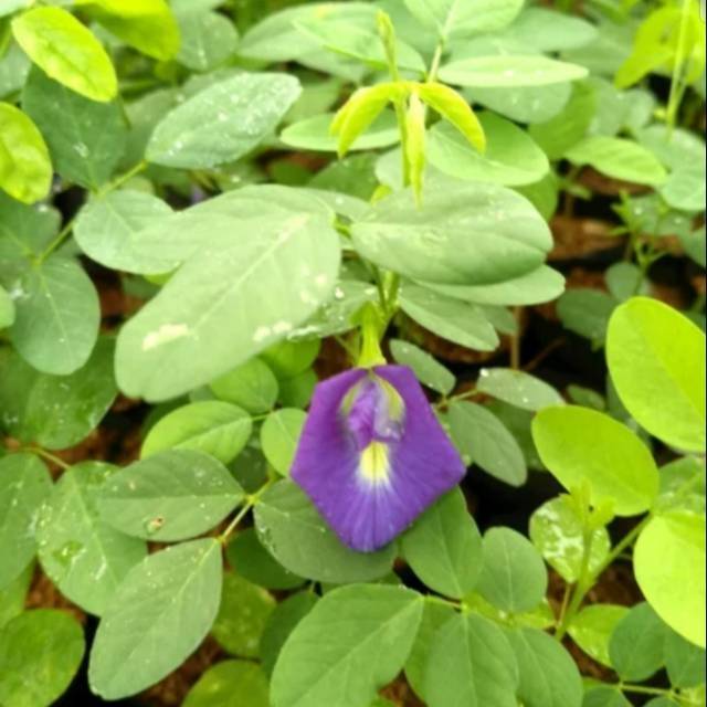 Jual TANAMAN HERBAL, TANAMAN TELANG, TANAMAN BUNGA TELANG | Shopee ...