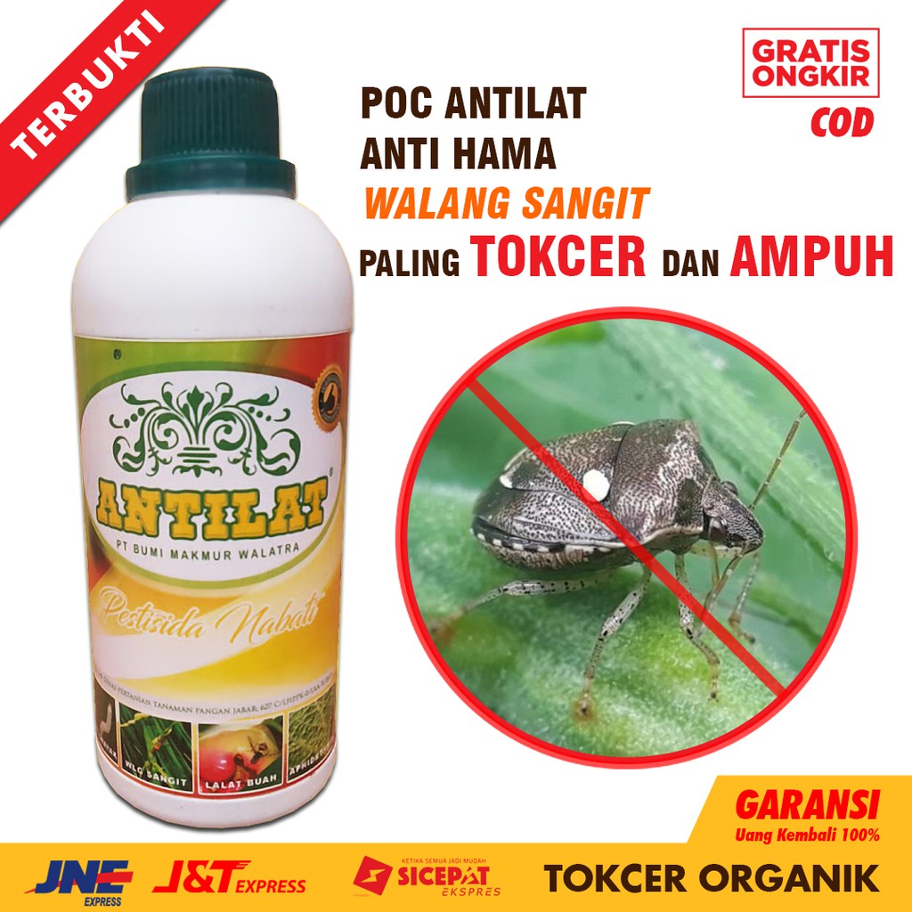Jual Insektisida Pestisida Organik Obat Hama ANTILAT Pembasmi Walang ...