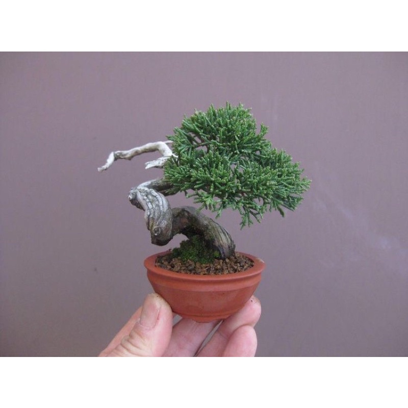 Jual cemara + pot approximately keramik | Shopee Indonesia