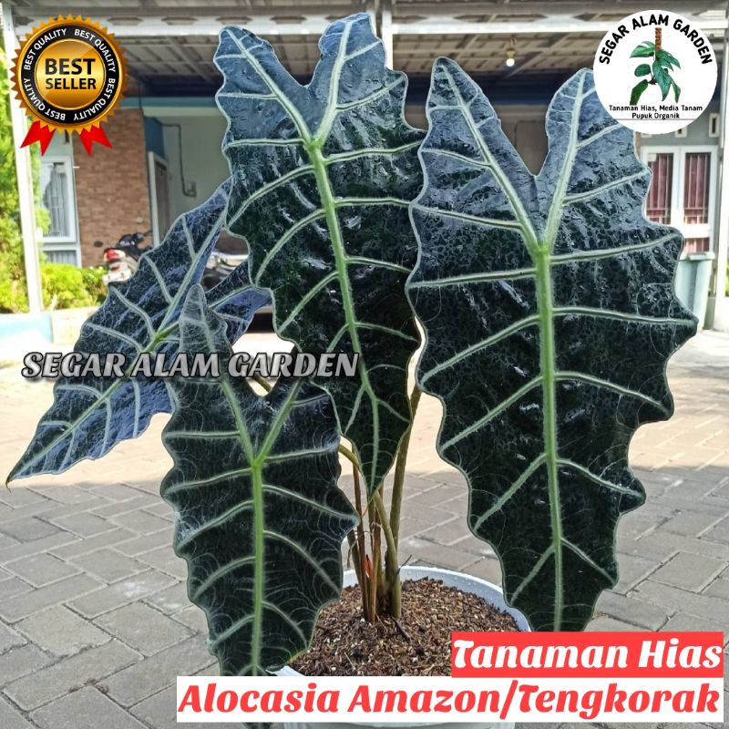 Jual Tanaman Hias Alocasia Amazon - Alocasia Amazonica | Shopee Indonesia