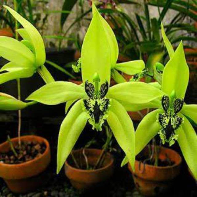 Jual Anggrek hiatm kallimantan cologyne coell pandurata dewasa 1 buleb ...