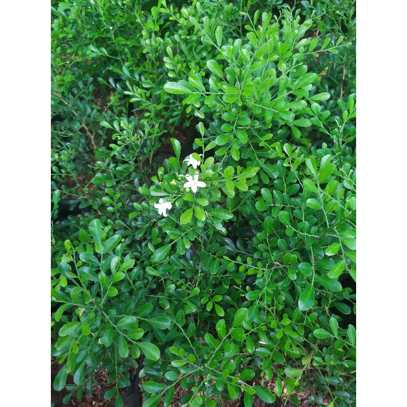 Jual Tanaman kemuning mini (murraya paniculata micro) | Shopee Indonesia