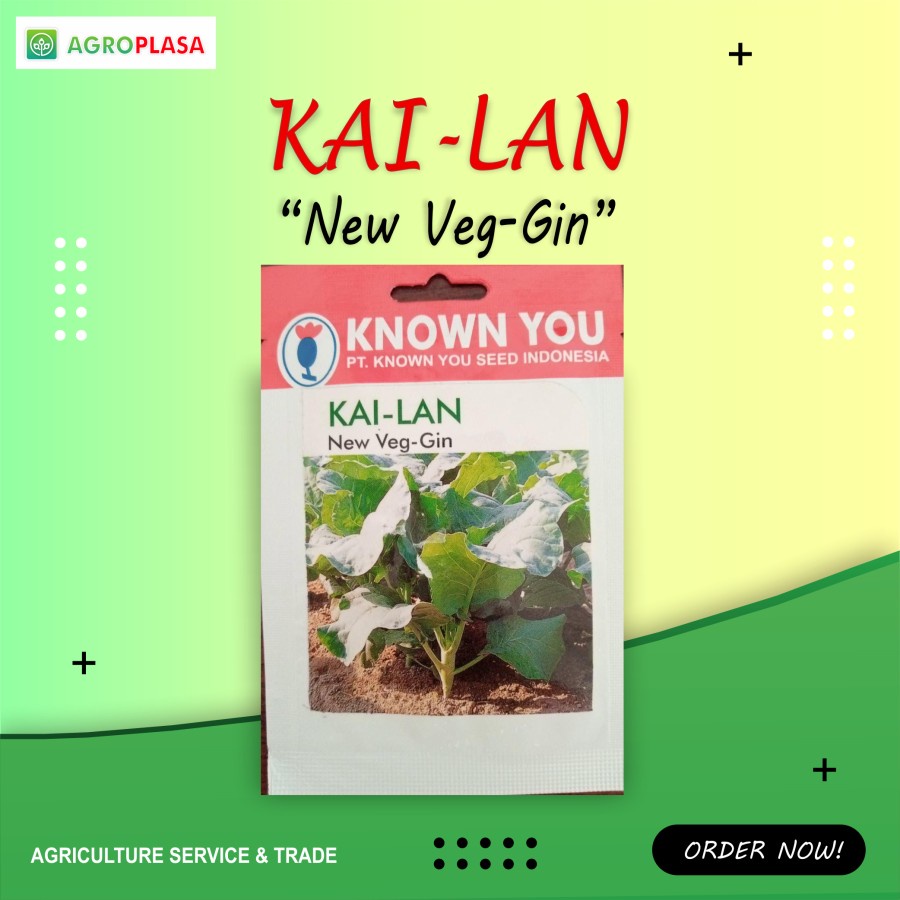 Jual Benih KAI-LAN New Veg-Gin - KNOWN YOU | Shopee Indonesia