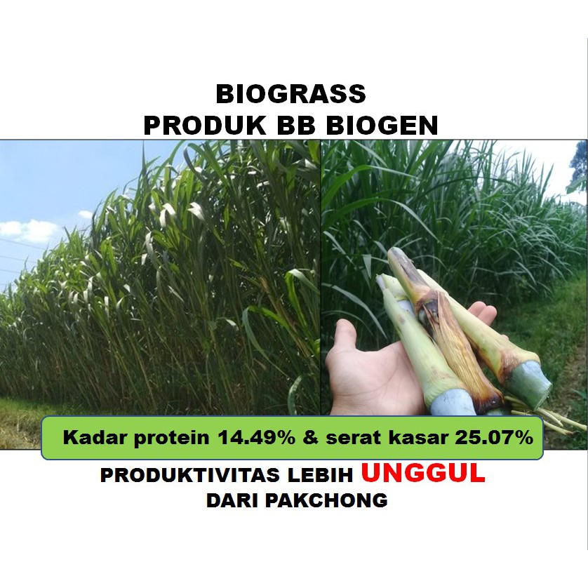 Jual Bibit Rumput Biograss BB Biogen 1kg Unggul Tahan Kering | Shopee ...