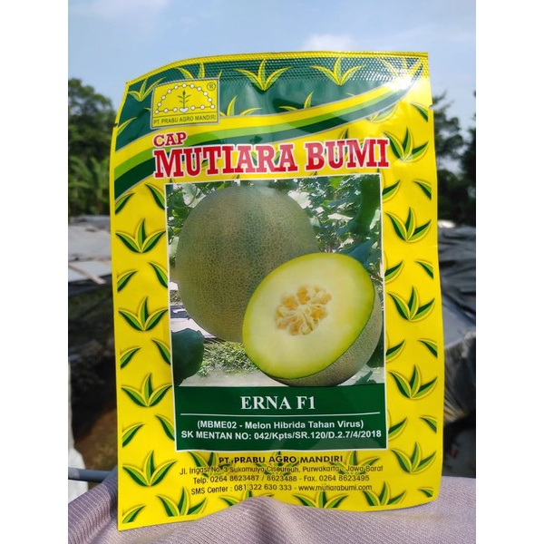 Jual BENIH MELON HIBRIDA ERNA F1 | Shopee Indonesia