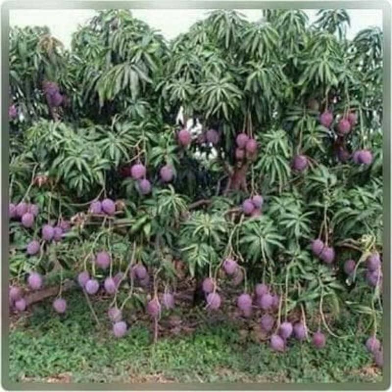 Jual Bibit Mangga Irwin 70 cm | Shopee Indonesia