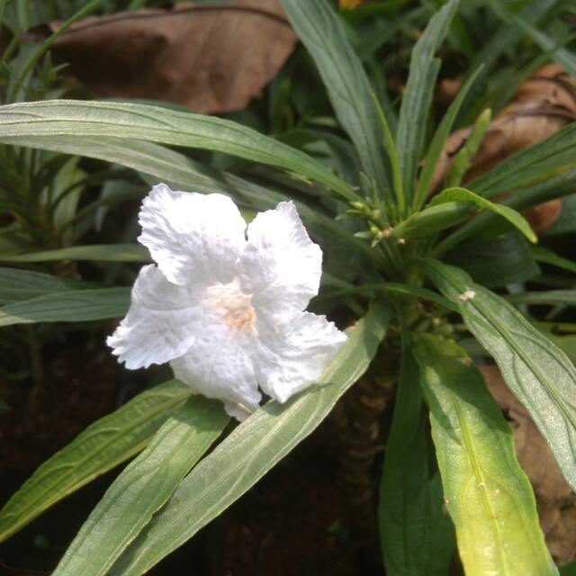 Jual Tanaman hias rolia bunga ungu putih | Shopee Indonesia