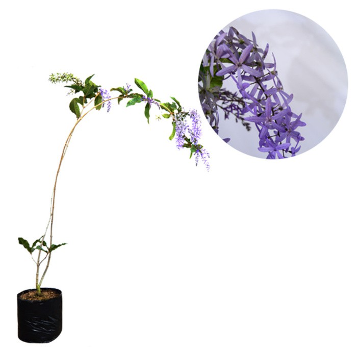 Jual bibit tanaman bunga petrea volubilis | Shopee Indonesia