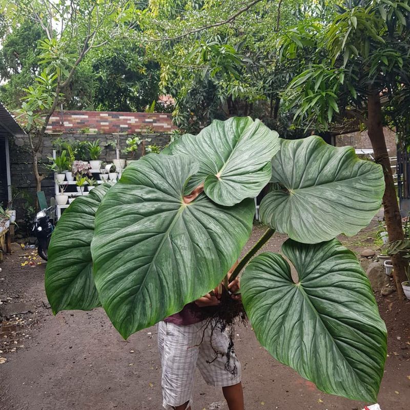 Jual Philo Dendron Plowmani Indukan | Shopee Indonesia