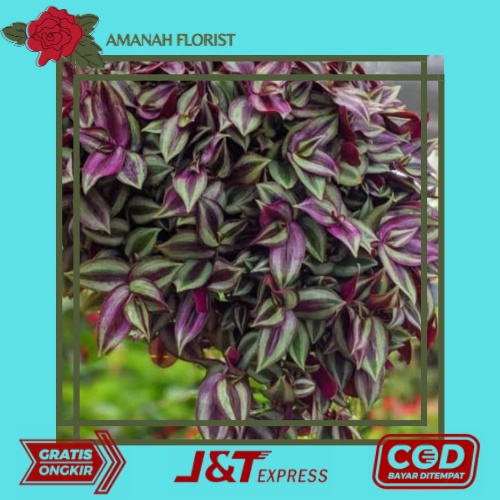 Jual Tanaman Hias Gantung Bunga Sabrina Tradescantia Stek Bunga Murah ...