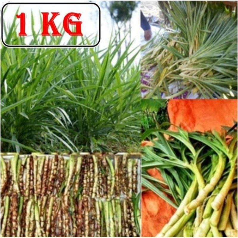 Jual Bibit Rumput Odot Kolonjono Rumput Gajah 1 KG | Shopee Indonesia