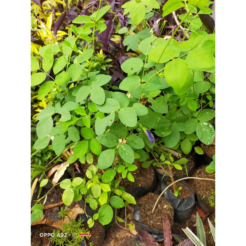 Jual TANAMAN HERBAL TOGA POHON TELENG | Shopee Indonesia