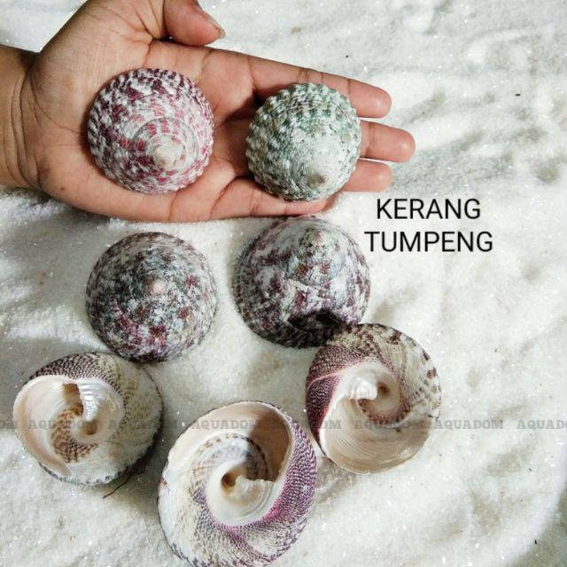 Jual CANGKANG KERANG TEMPURUNG KELOMANG LAUT RUMAH UMANG ( SERIES 01 ) | Shopee Indonesia