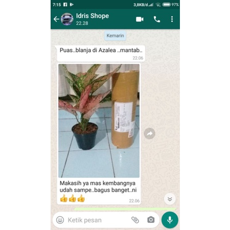 Jual Paket Aglonema 15 Jenis daun rimbun | Shopee Indonesia