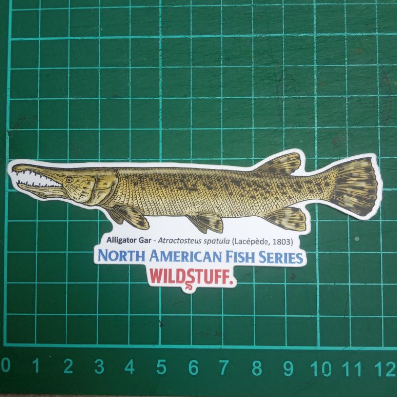 Jual Sticker Wildstuff Alligator Gar Atractosteus spatula | Shopee ...
