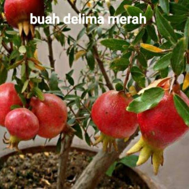 Jual Delima merah sudah berbunga | Shopee Indonesia