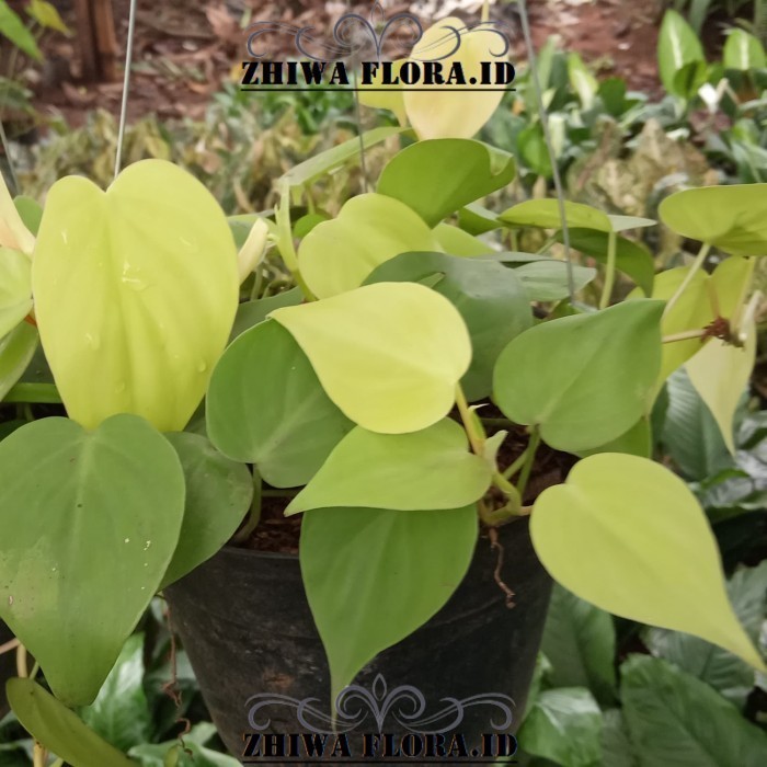 Jual tanaman hias gantung sirih belanda aureum - sri gading belanda ...