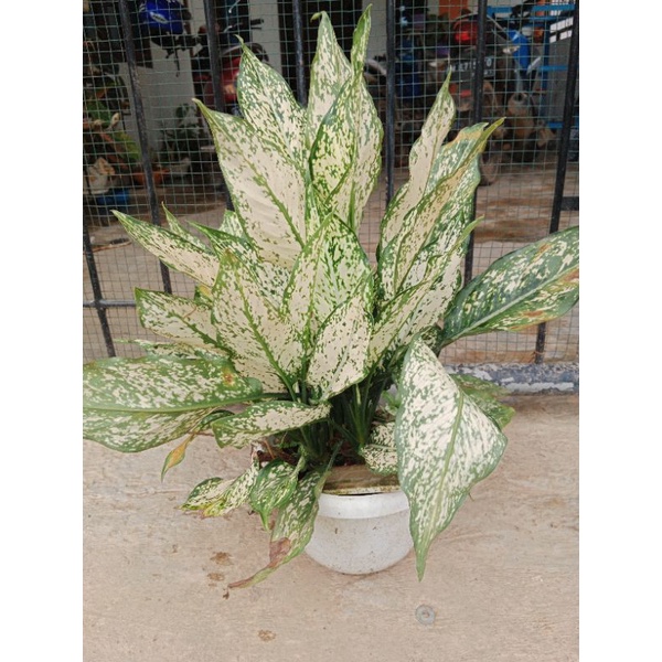 Jual Aglaonema Snow White cantik remaja | Shopee Indonesia