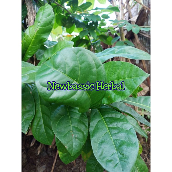 Jual jual daun maja daun majapahit fresh 500 gram | Shopee Indonesia