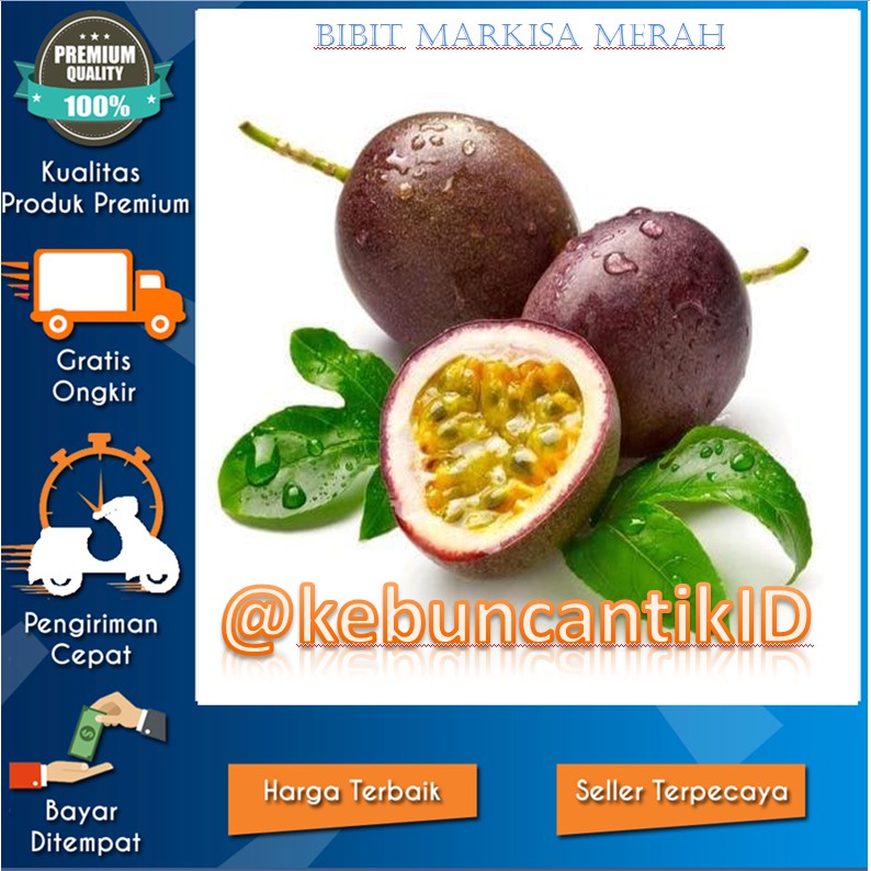 Jual BIBIT TANAMAN MARKISA MERAH, UNGU DAN KUNING YANG TRENDING | Shopee Indonesia